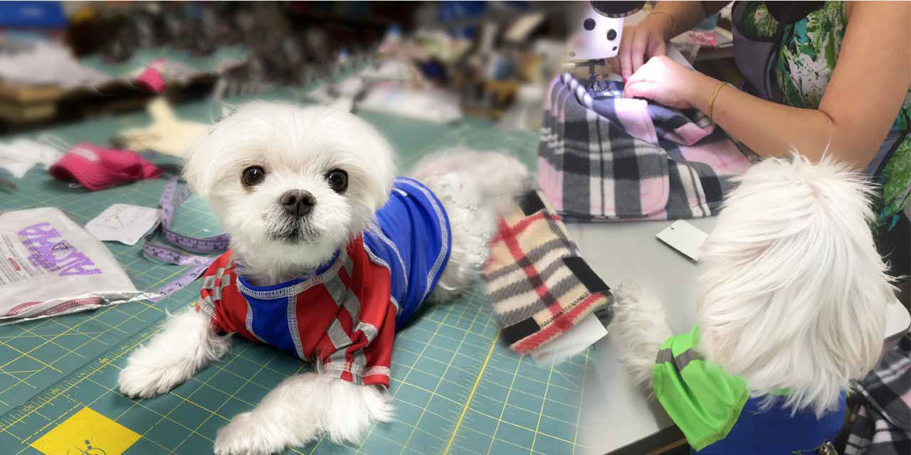 Performance Fashion For Dogs And People - Louie de Coton